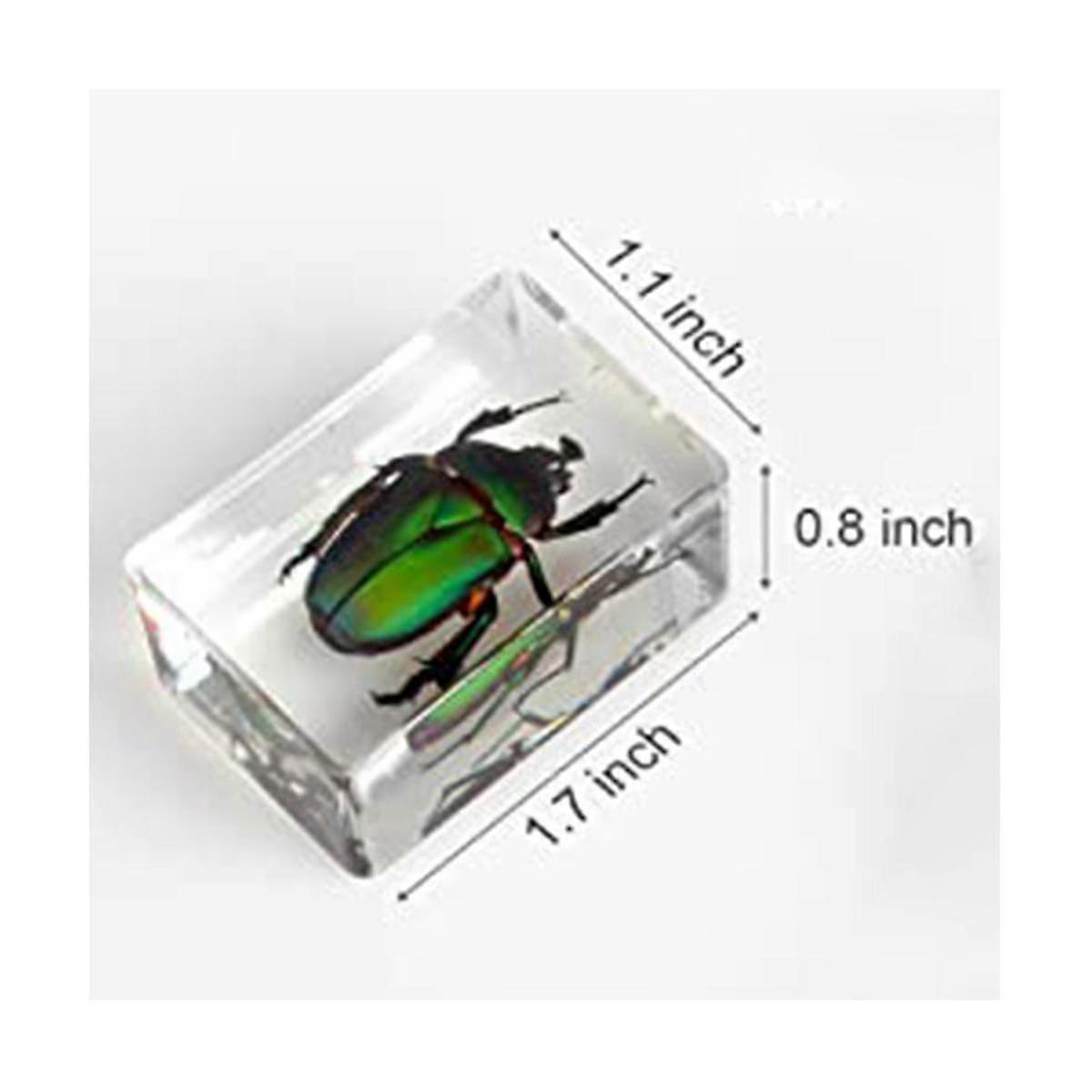 12 Pcs Insect Resin Specimen, Resin Animal Insect Taxidermy Kit Science ...