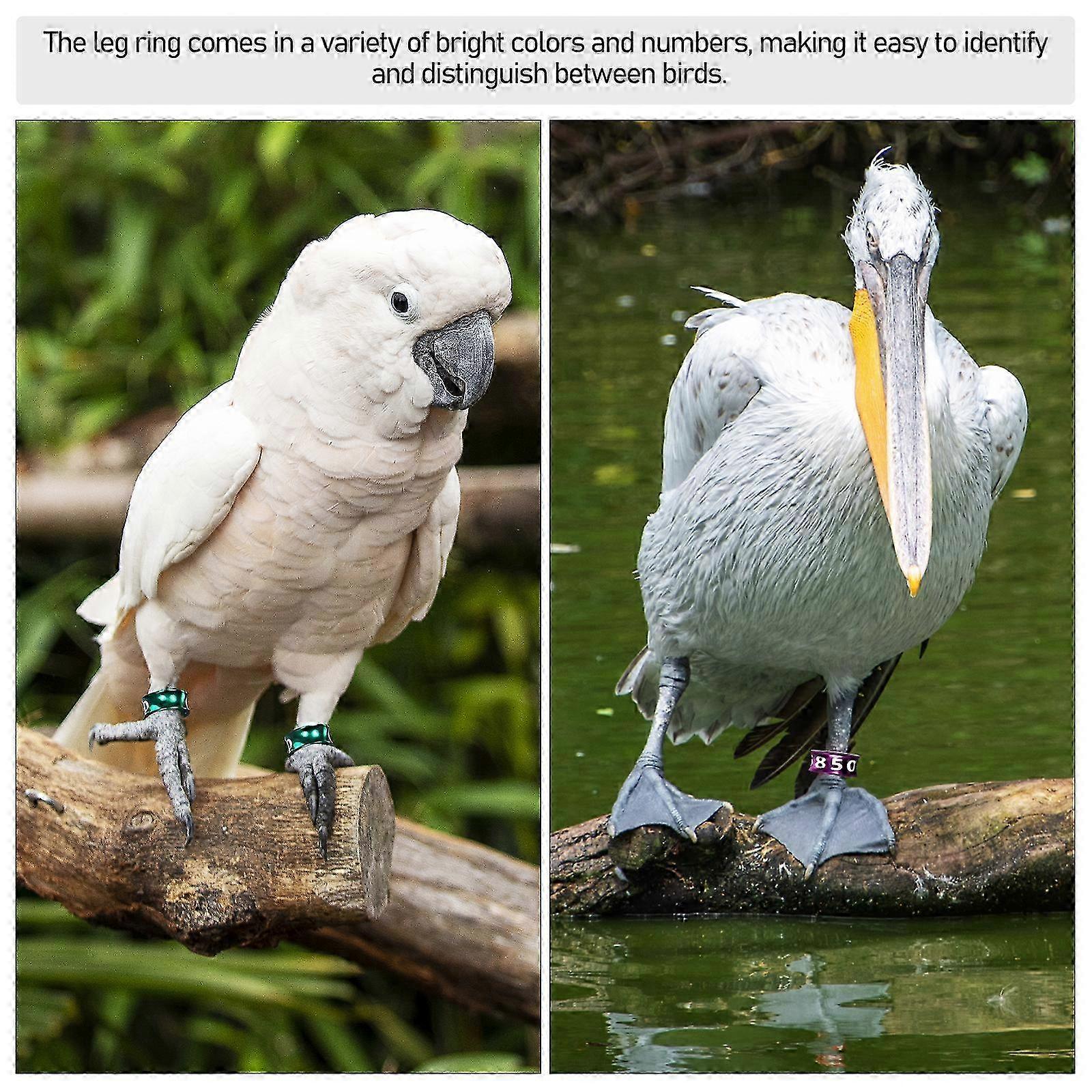 50 Pcs Bird Leg Bands Chicken Leg Bands Pigeons Rings Chicken Bands ...