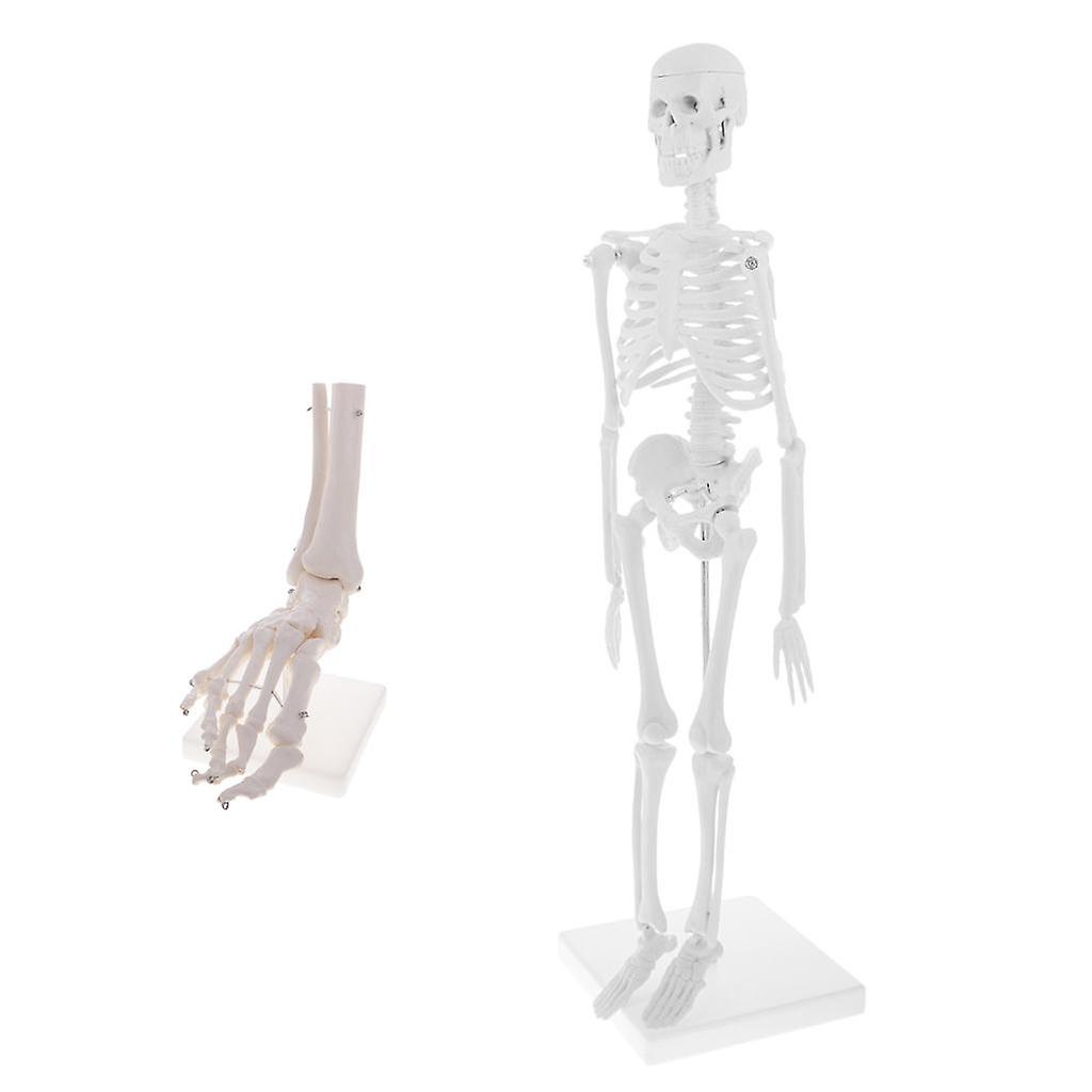 45cm Human Body Skeleton Model +1:1 Foot Ankle Joint Model Educational Tool | Fruugo TR