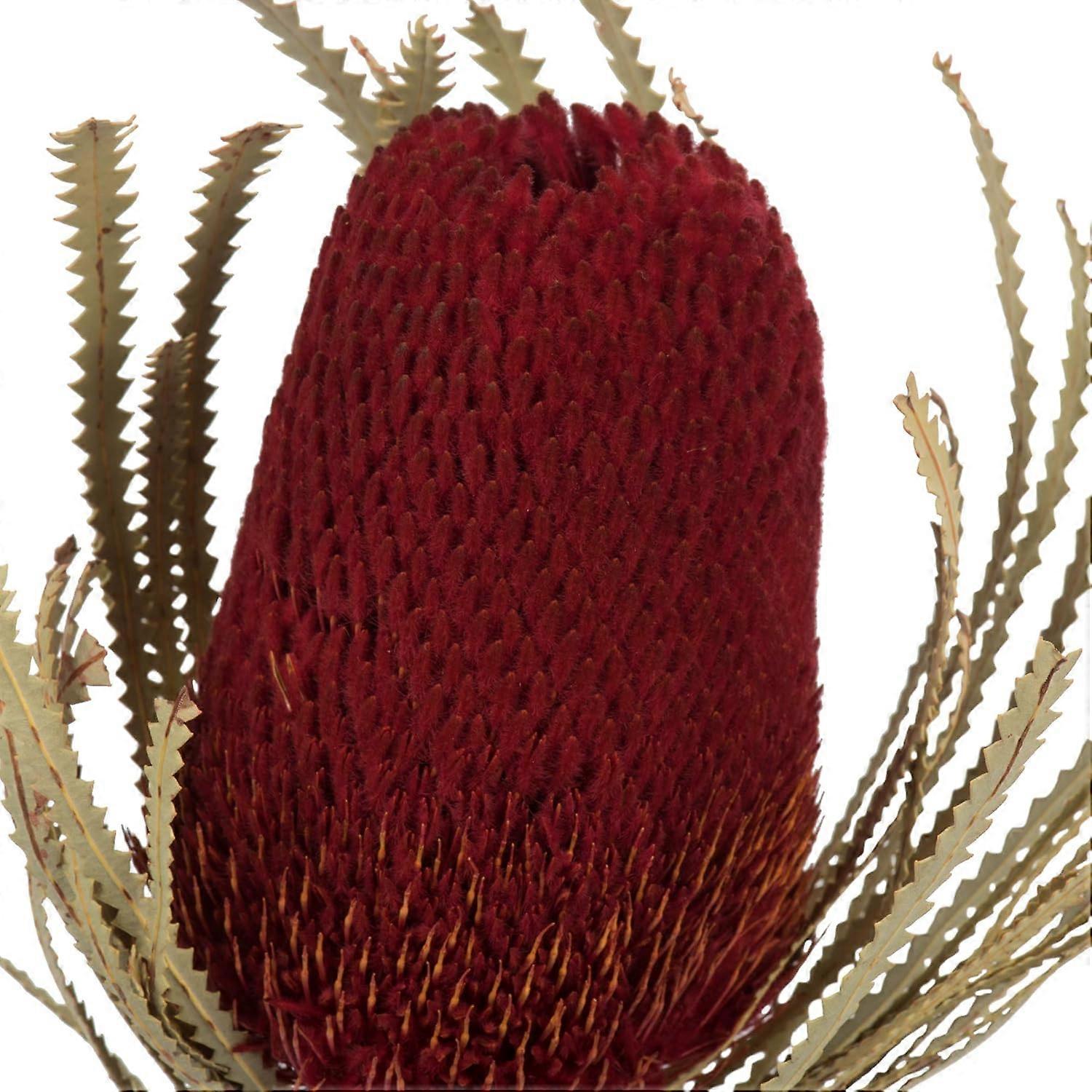 3 Per Pack Jumbo Red Banksia Flower with Stem Natural Preserved Dried ...