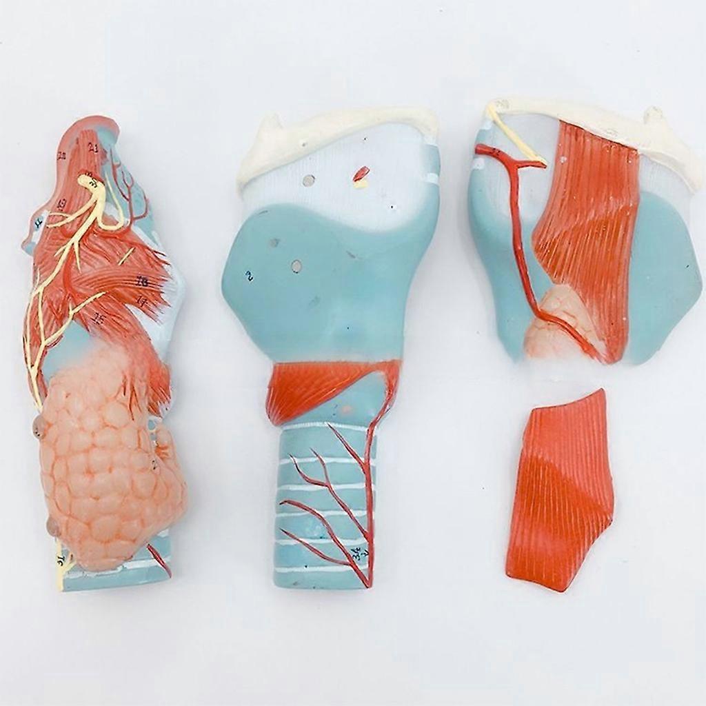 Human Larynx Anatomy Model, 2x Enlarged Anatomical Larynx Model ...