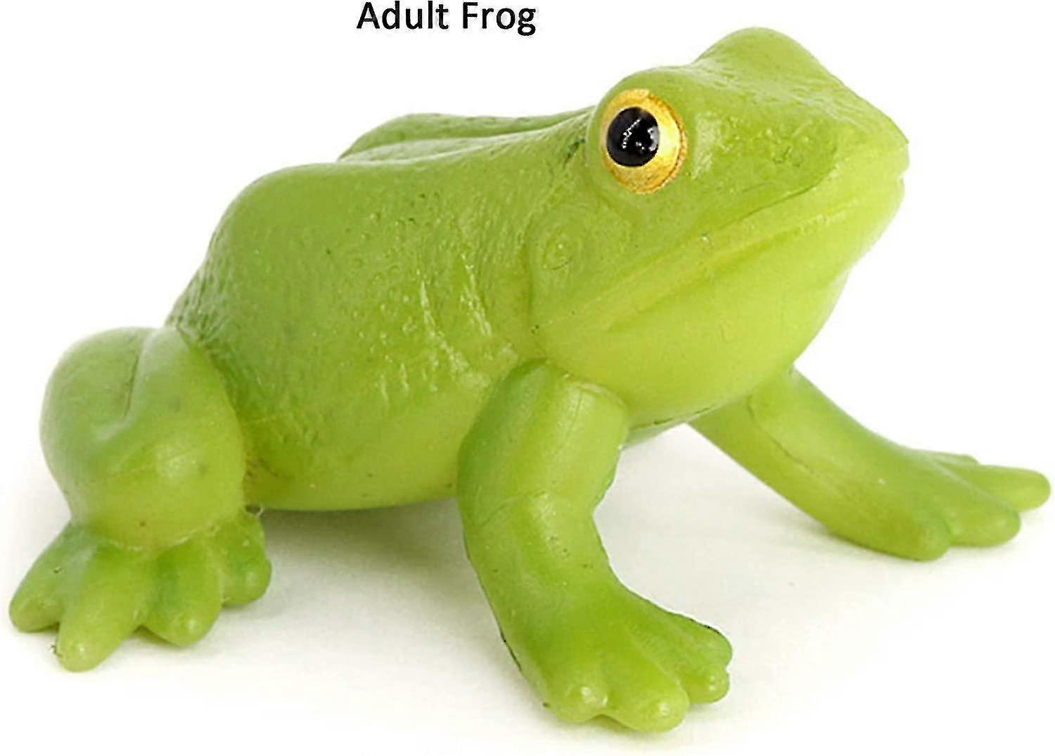 Animal Biological Model Growth Cycle, Growth Stage Life Cycle Frog Life ...