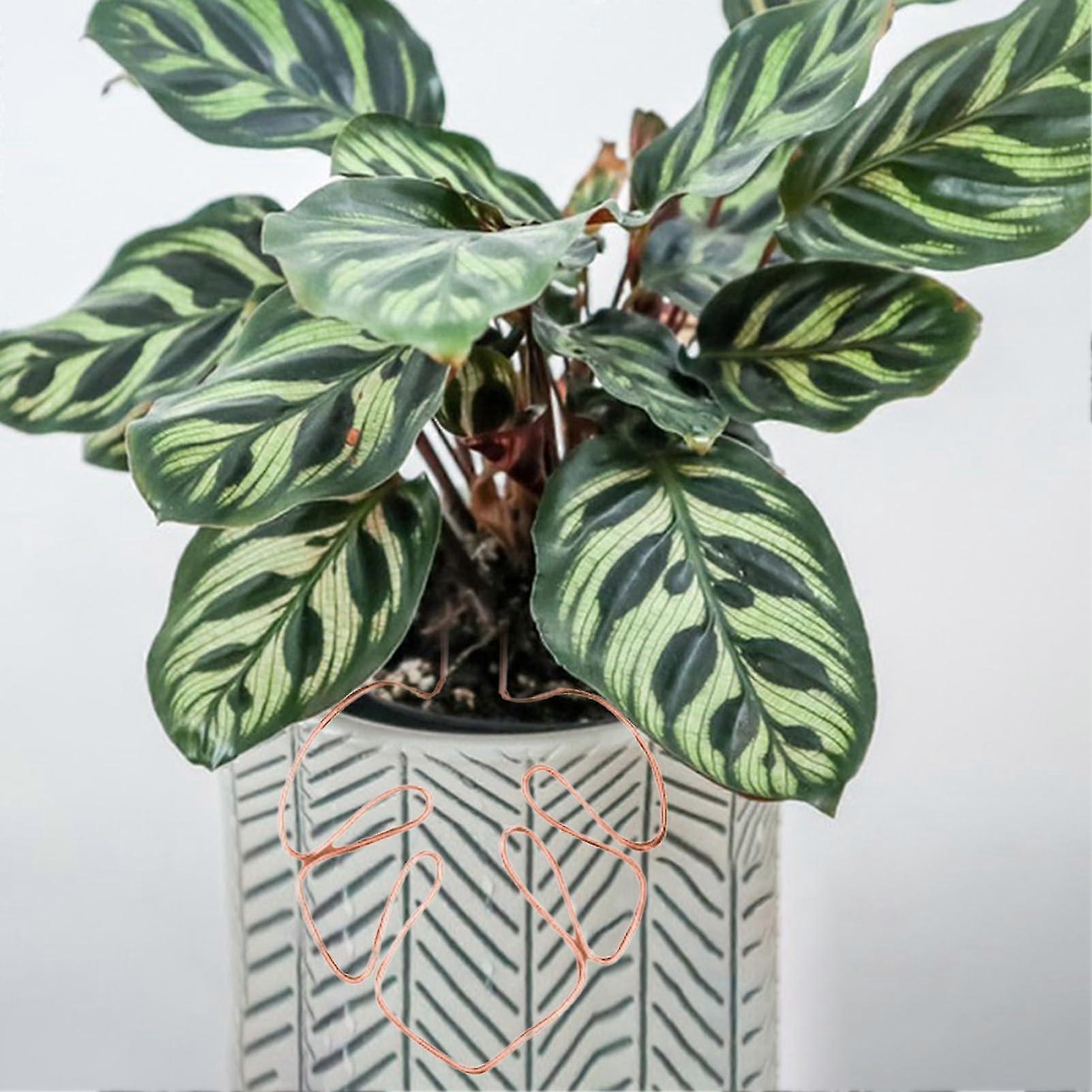 Monstera Formad Växt Stativ, Söt Bladformad Växt Burar och Stöd ...