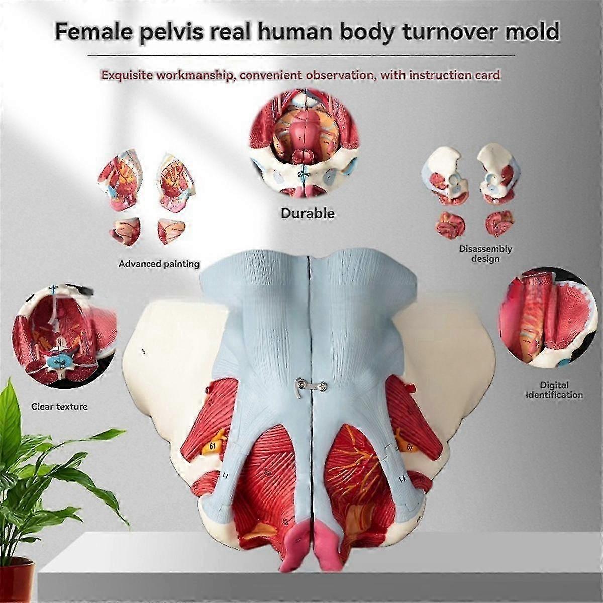 Disassembled Female Pelvis Anatomy Model Pvc Female Pelvis With Floor ...