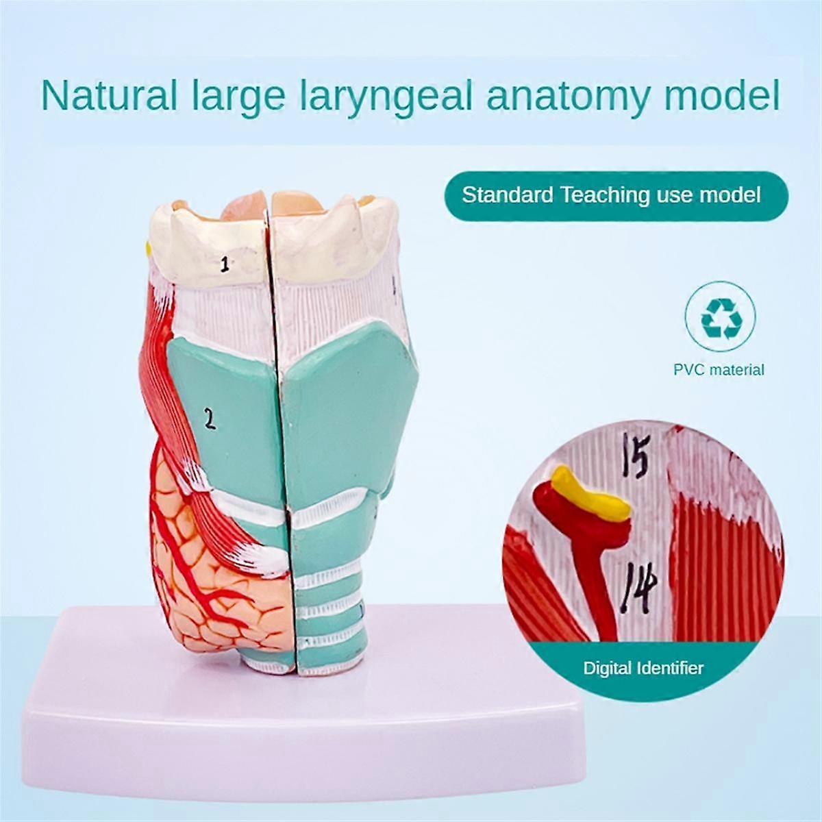 Human Throat Model, Anatomically Accurate Throat Model, Anatomy ...