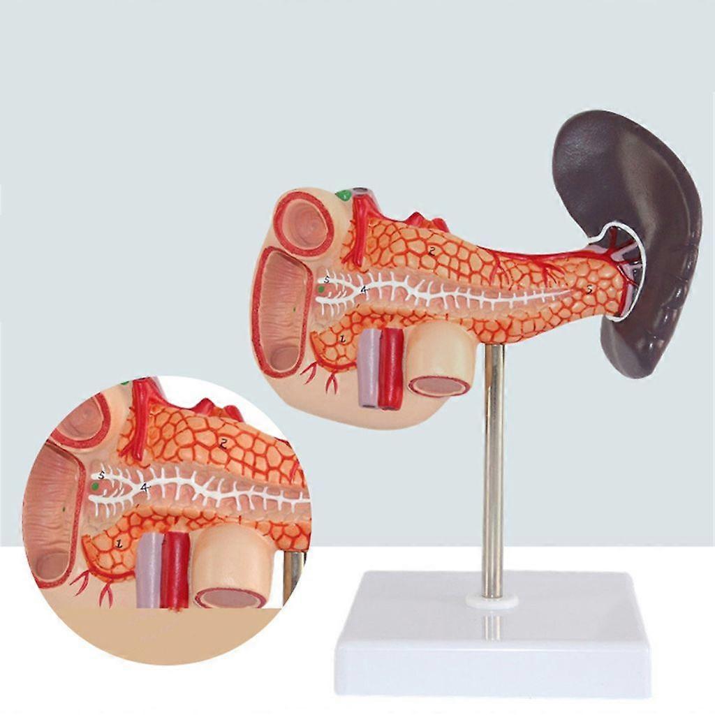 Gallbladder Model Life Size Human Stomach Gallbladder Pancreas Duodenum ...