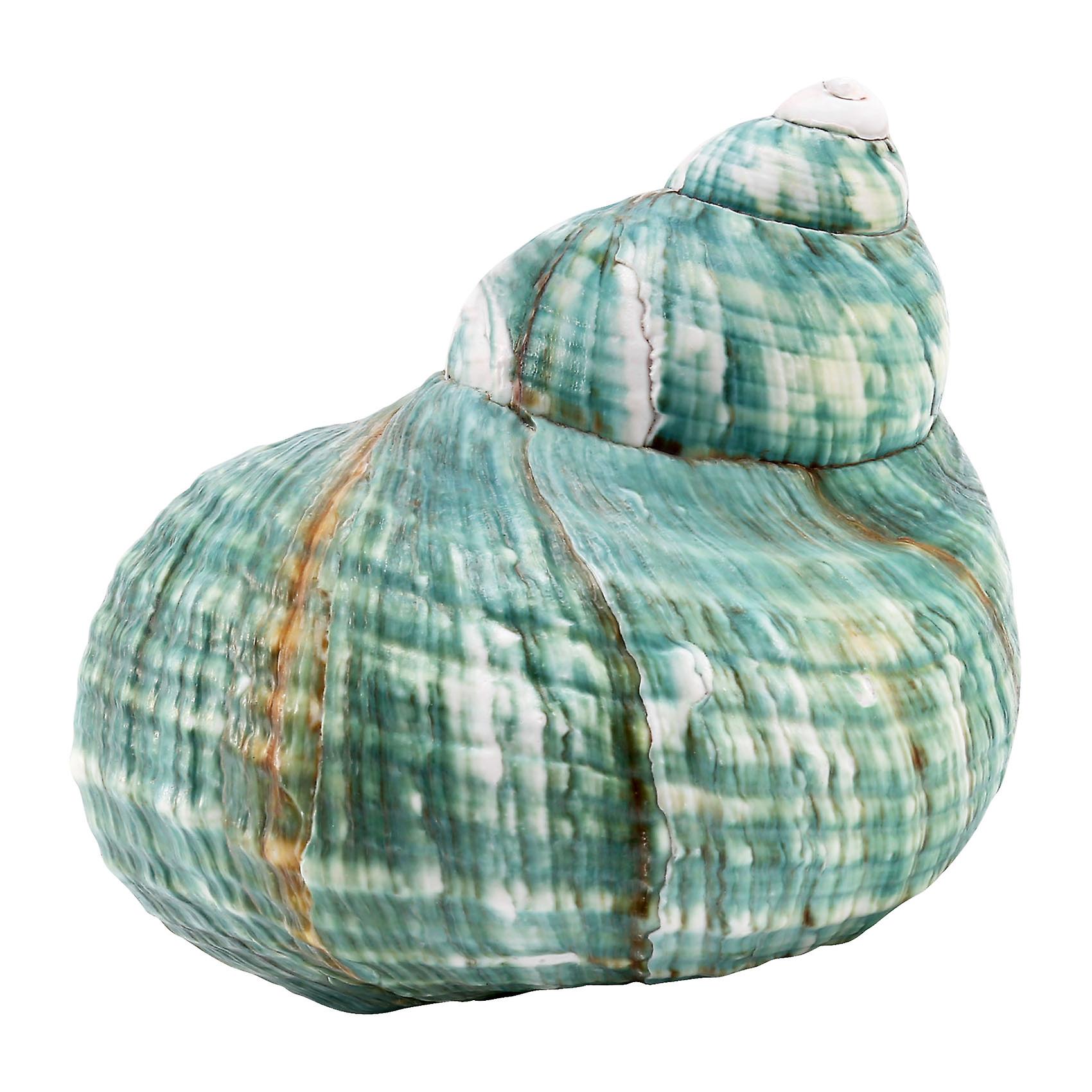 10cm Green Turbo Natural Rare Real Sea Shell Conch Stunning Decor Ocean ...