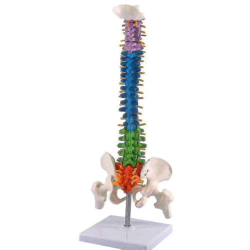 Colored Flexible Spine Anatomical Mode Life Size Human Spine With ...