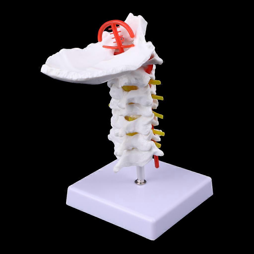 Cervical Vertebra Arteria Spine Spinal Nerves Anatomical Model Life ...