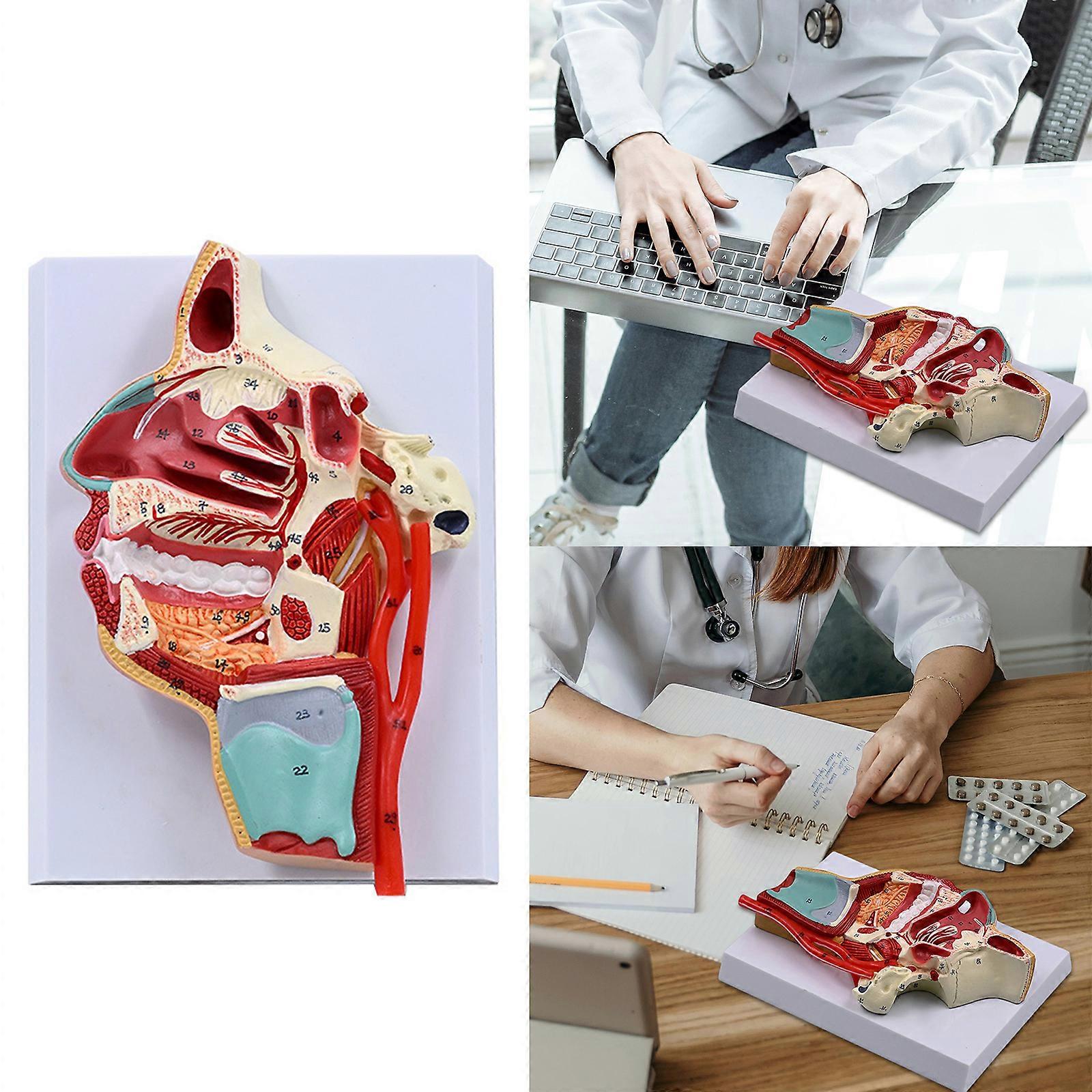 Human Nasal Cavity Model Human Orals Cavity Nose Throat Model Pharynx ...
