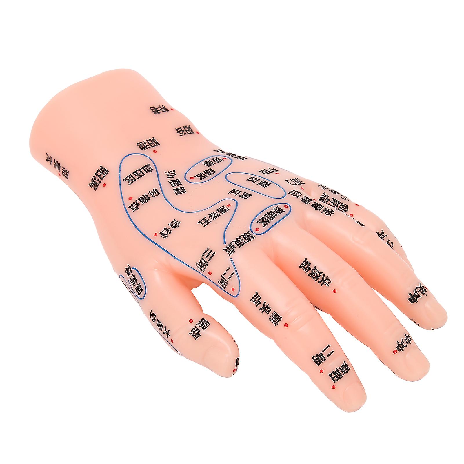Left Hand Acupoint Model - High-Detail PVC Teaching Aid for Accurate ...