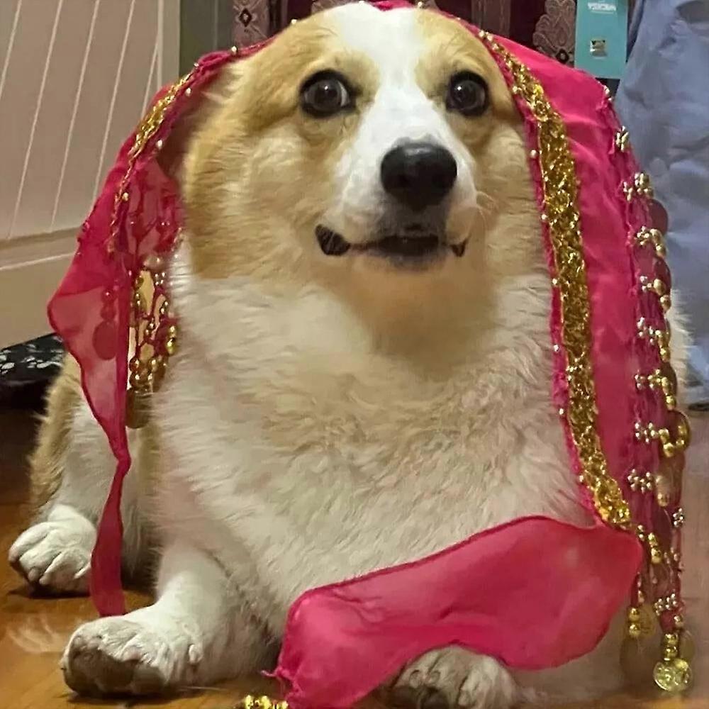 Corgi Waist Chain Butt Curtain Belly Dance, Passionate Puppy Shaking ...