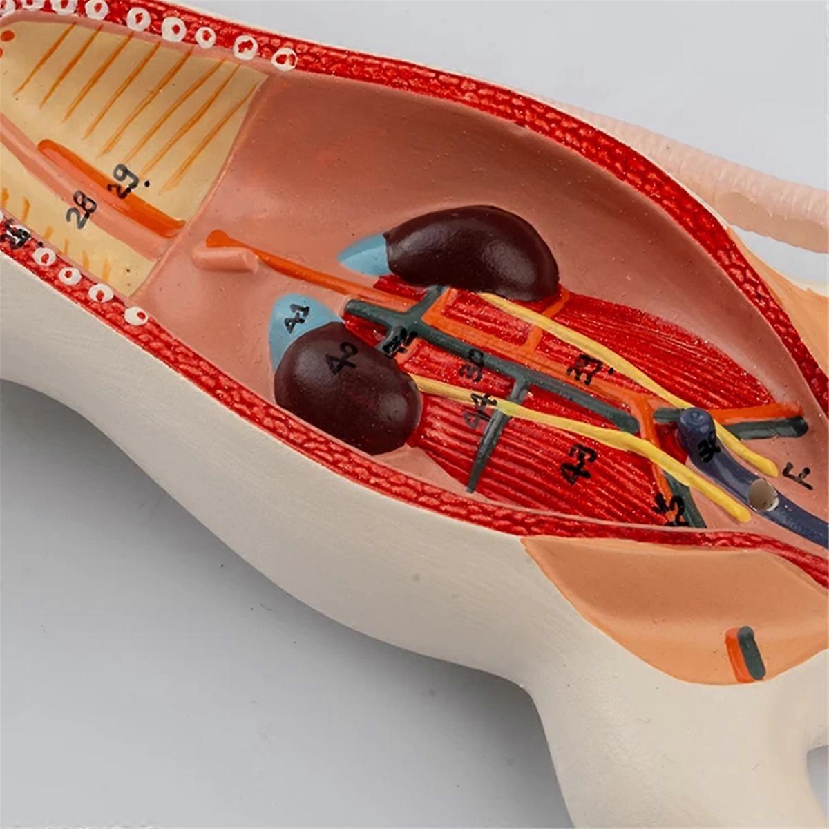 Rat Anatomy Model White Mouse Internal Organ Structure Anatomy | Fruugo UK