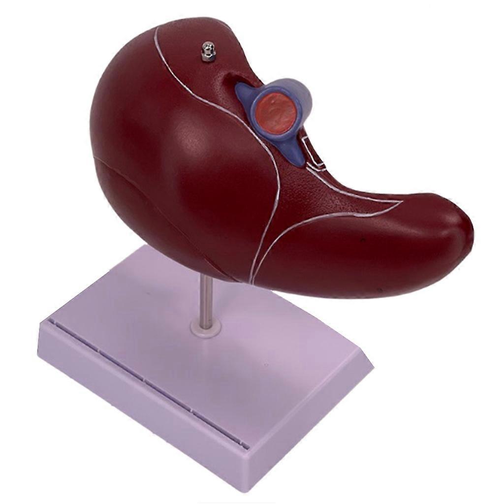 Human Liver Anatomy Model for Disease Study, Life Size Liver Model ...
