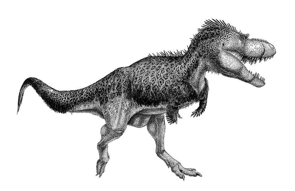 Black ink drawing of Albertosaurus sarcophagus. Poster | Fruugo NL