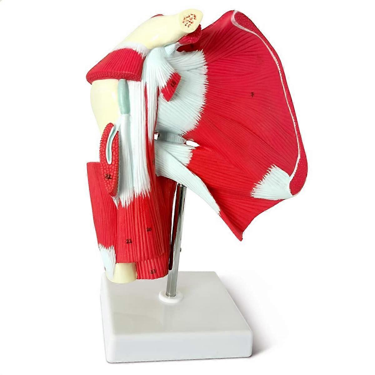 Muscled Shoulder Joint Model - Shows Complete Shoulder Musculature From ...