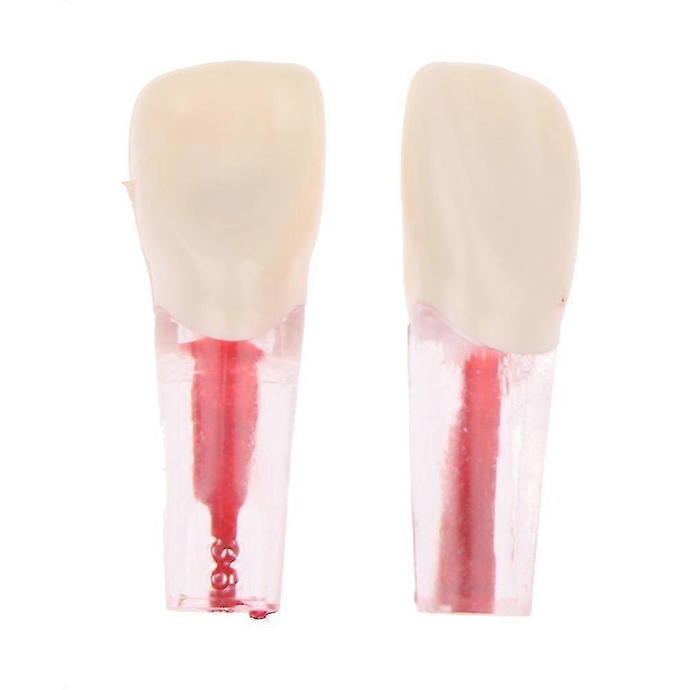 2pcs Resin Dental Endodontic Tooth Model Endo Root Canal Files Pulp ...