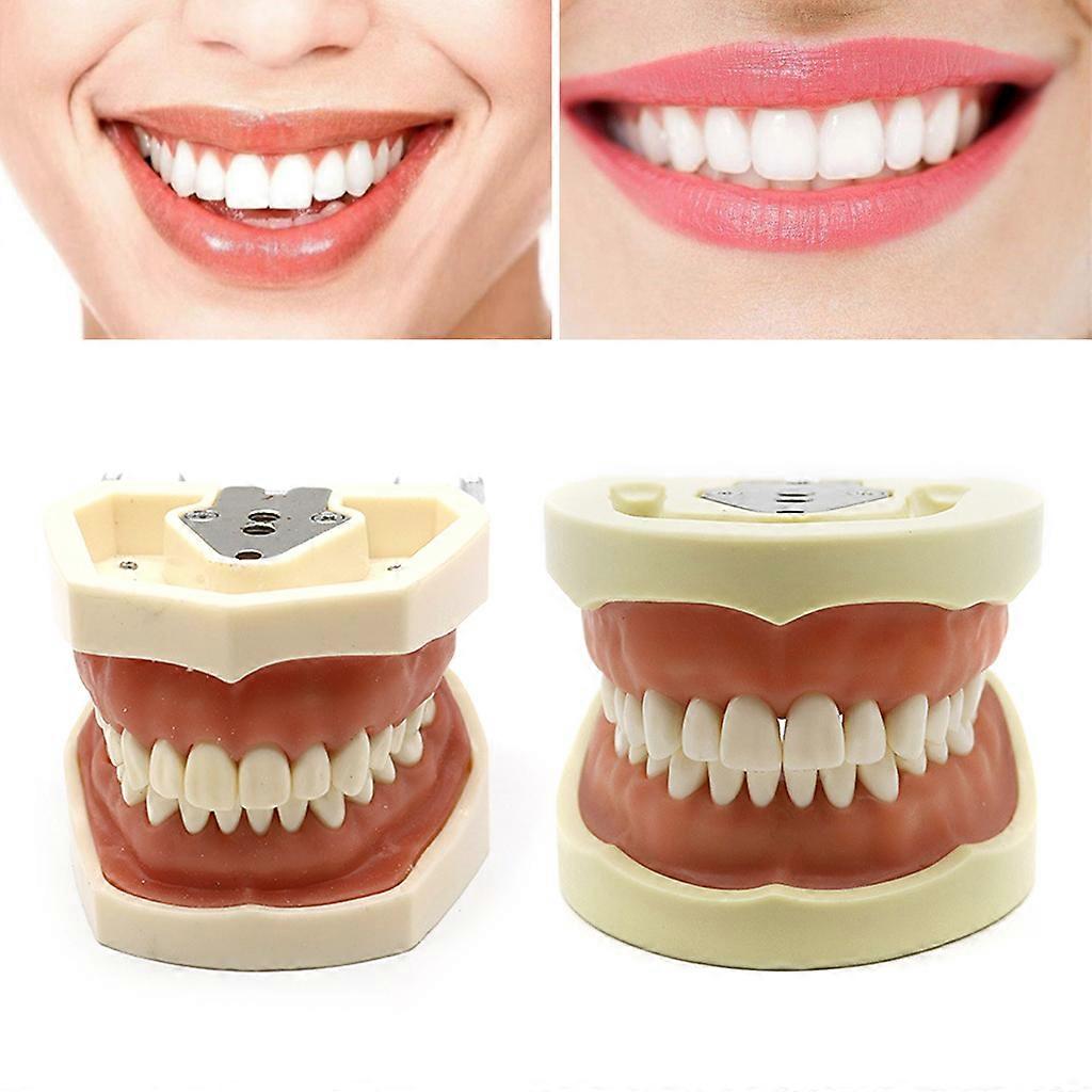 Dental Demonstration Teeth Model With All Removable Teeth Standard ...