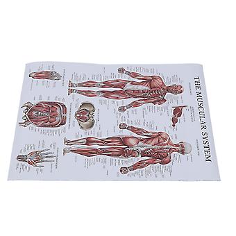 Muscle Anatomy Poster Color Human Muscle Chart for Classrooms Clinics ...