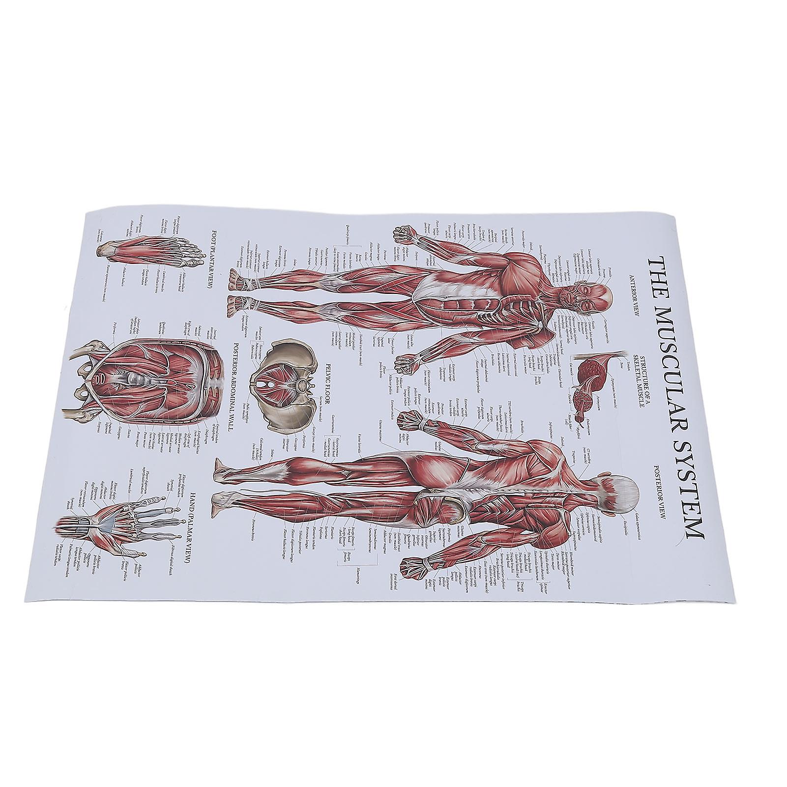 Muscle Anatomy Poster Color Human Muscle Chart for Classrooms Clinics ...