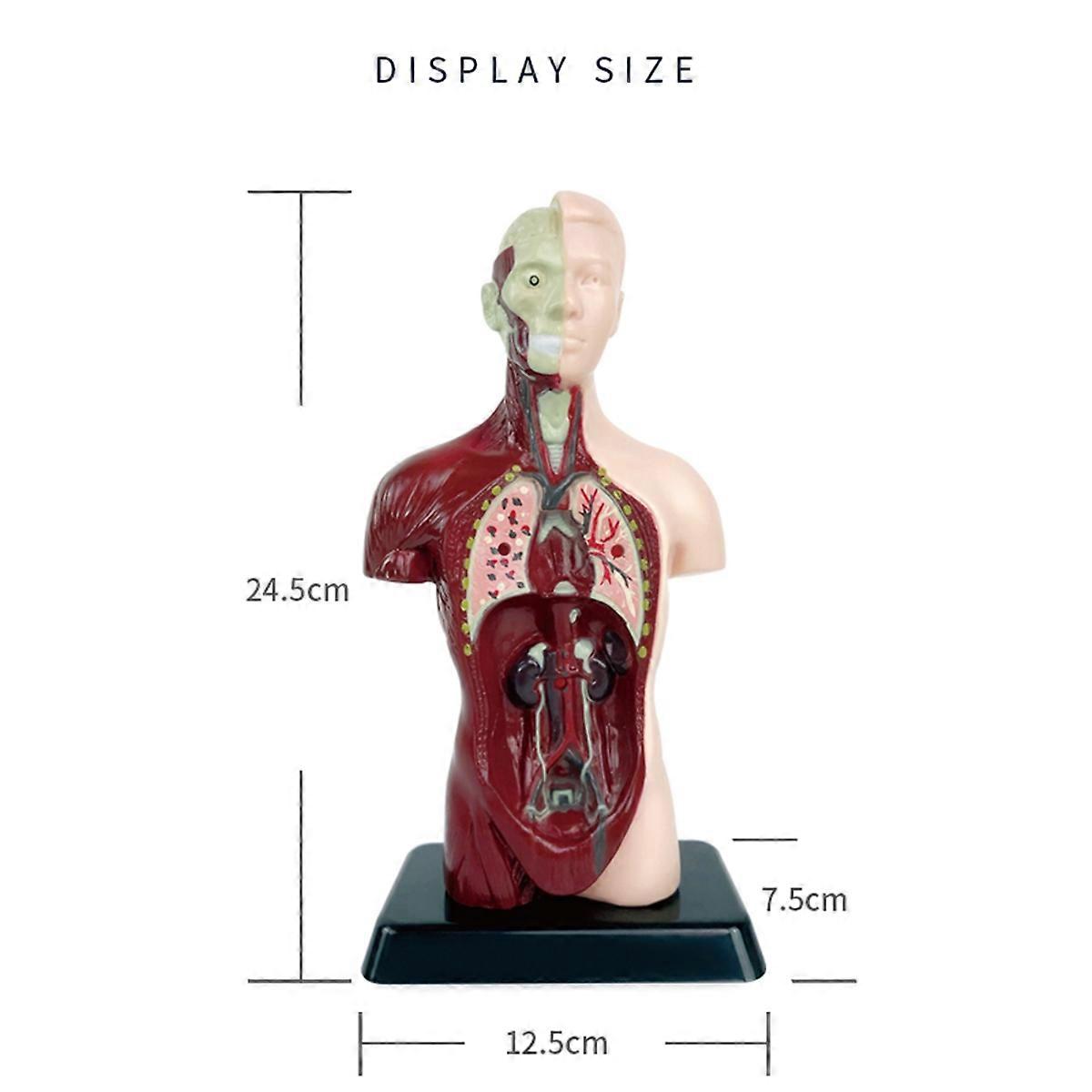 Human Body Model with 7 Removable Organ Models,Educational Organ ...