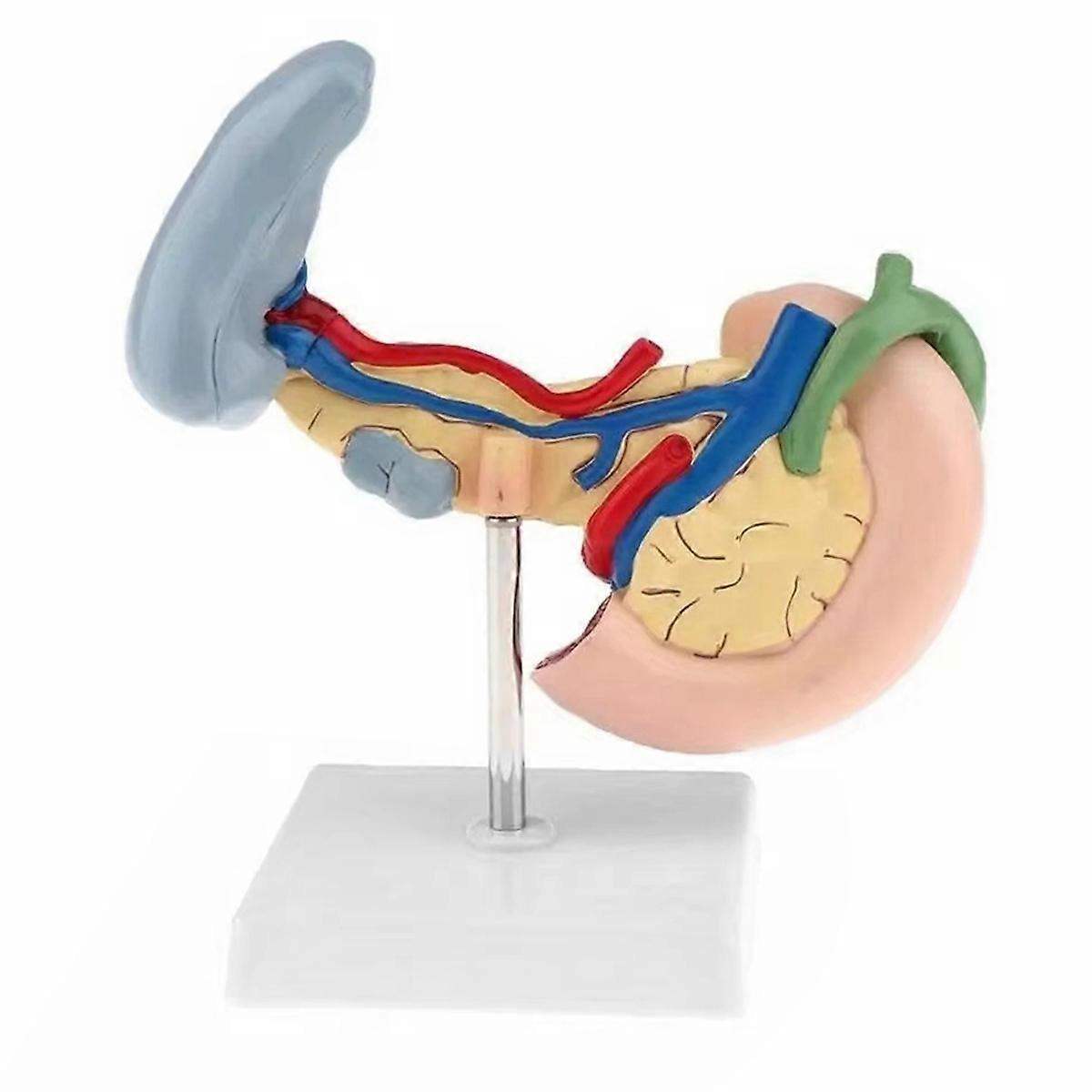 Medical Anatomy Life Size Anatomical Pancreas Model Human Pancreas ...