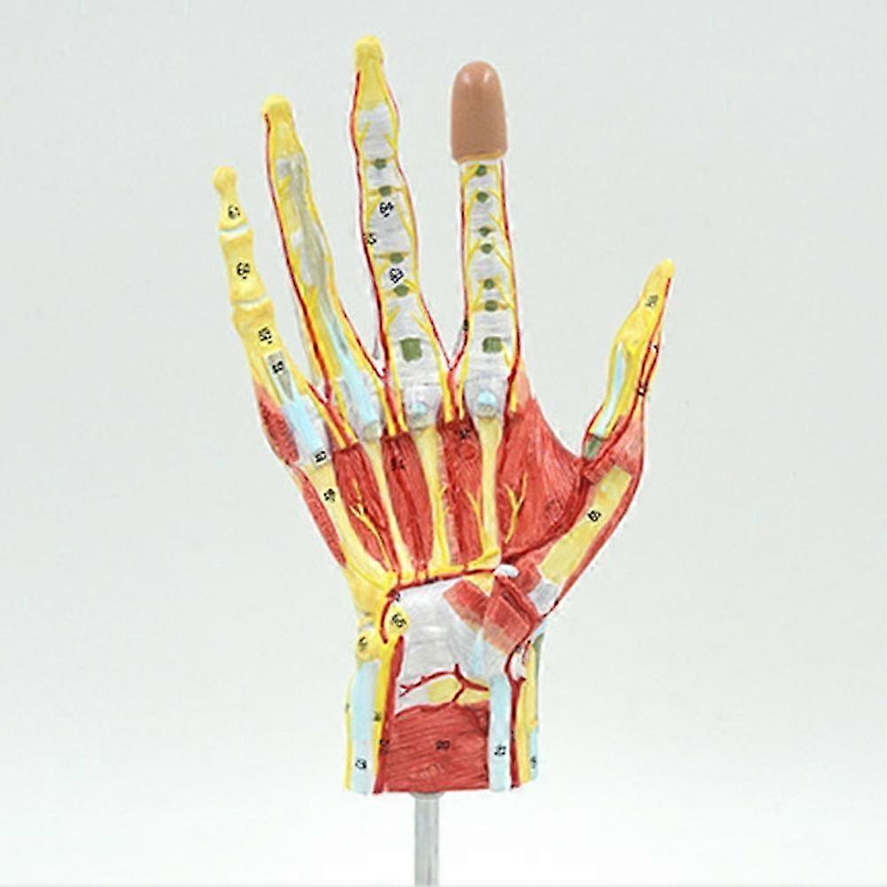 Medical Anatomical Hand Skeleton Model With Muscles, Ligaments, Nerves ...