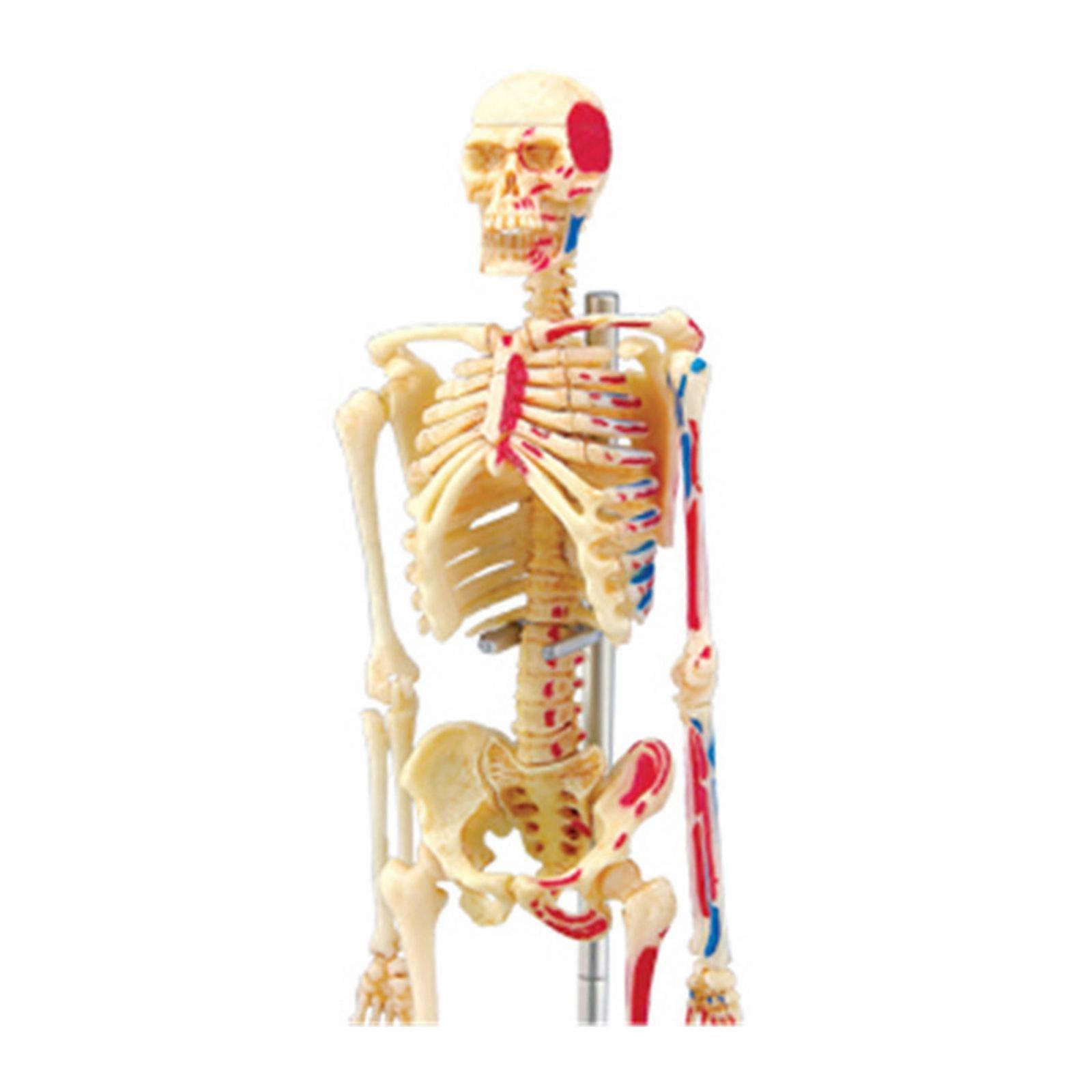 Mini Human Skeleton Model with Removable Arms and Legs Full Body Human ...