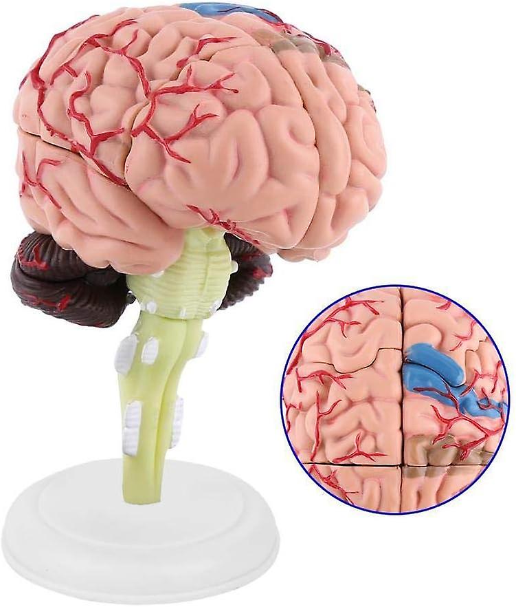 Health Gear Human Brain Model, Medical Anatomical Brain Model With ...