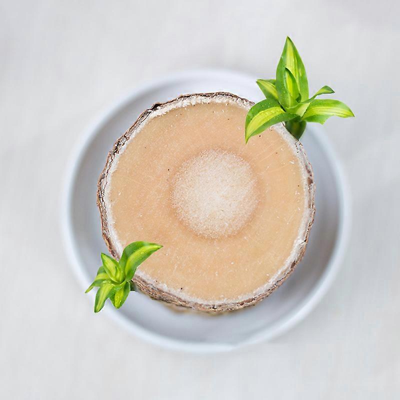 Mini Brazilian Wood Potted Plants Clean Air Lucky Wood Plant Pot Hydroponic Plants Hydroponic ...