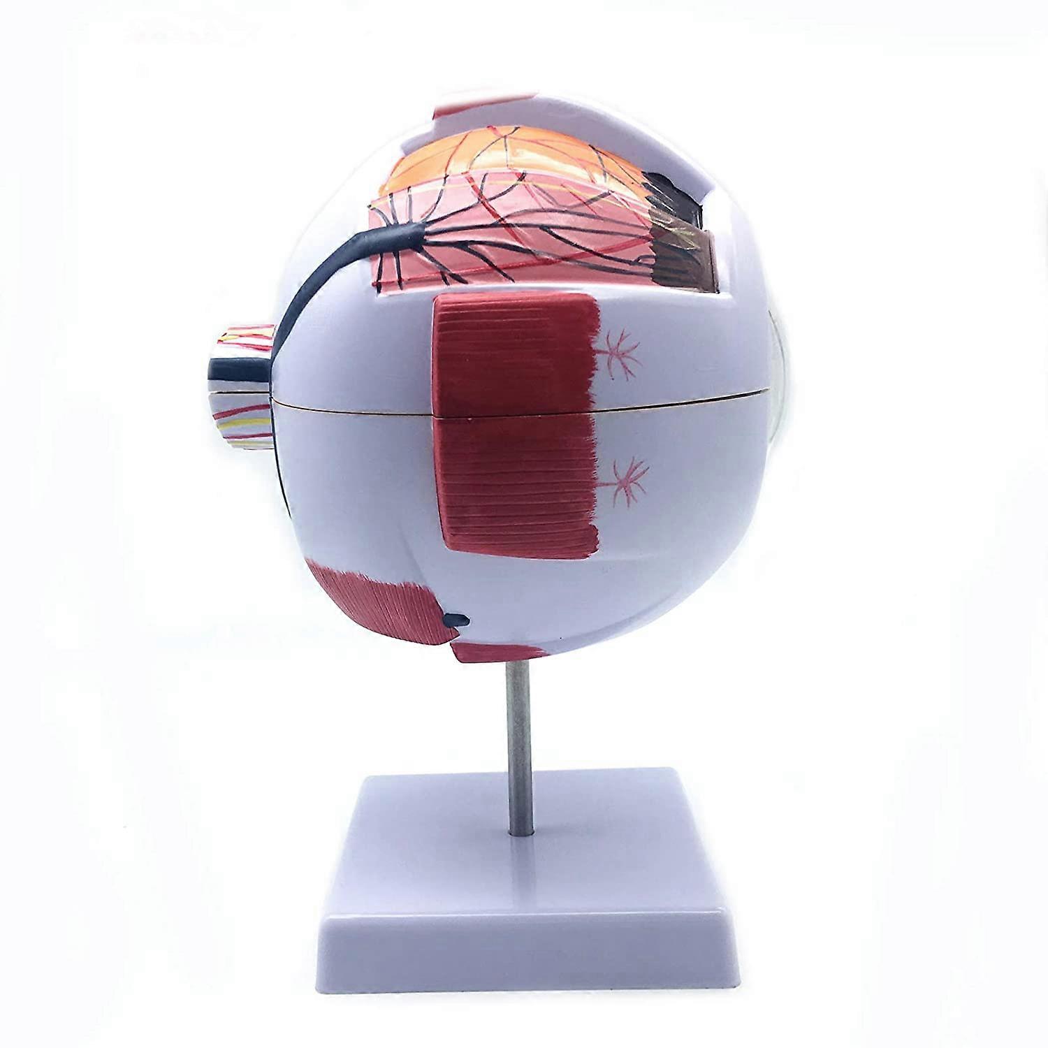 6X Enlarged Human Eye Anatomical Model,Anatomically Accurate Eye Model ...