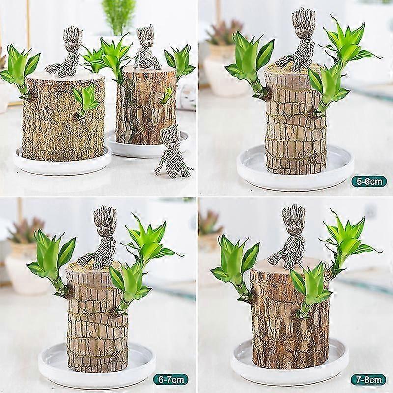 Mini Brazilian Wood Potted Plants Clean Air Lucky Wood Plant Pot ...