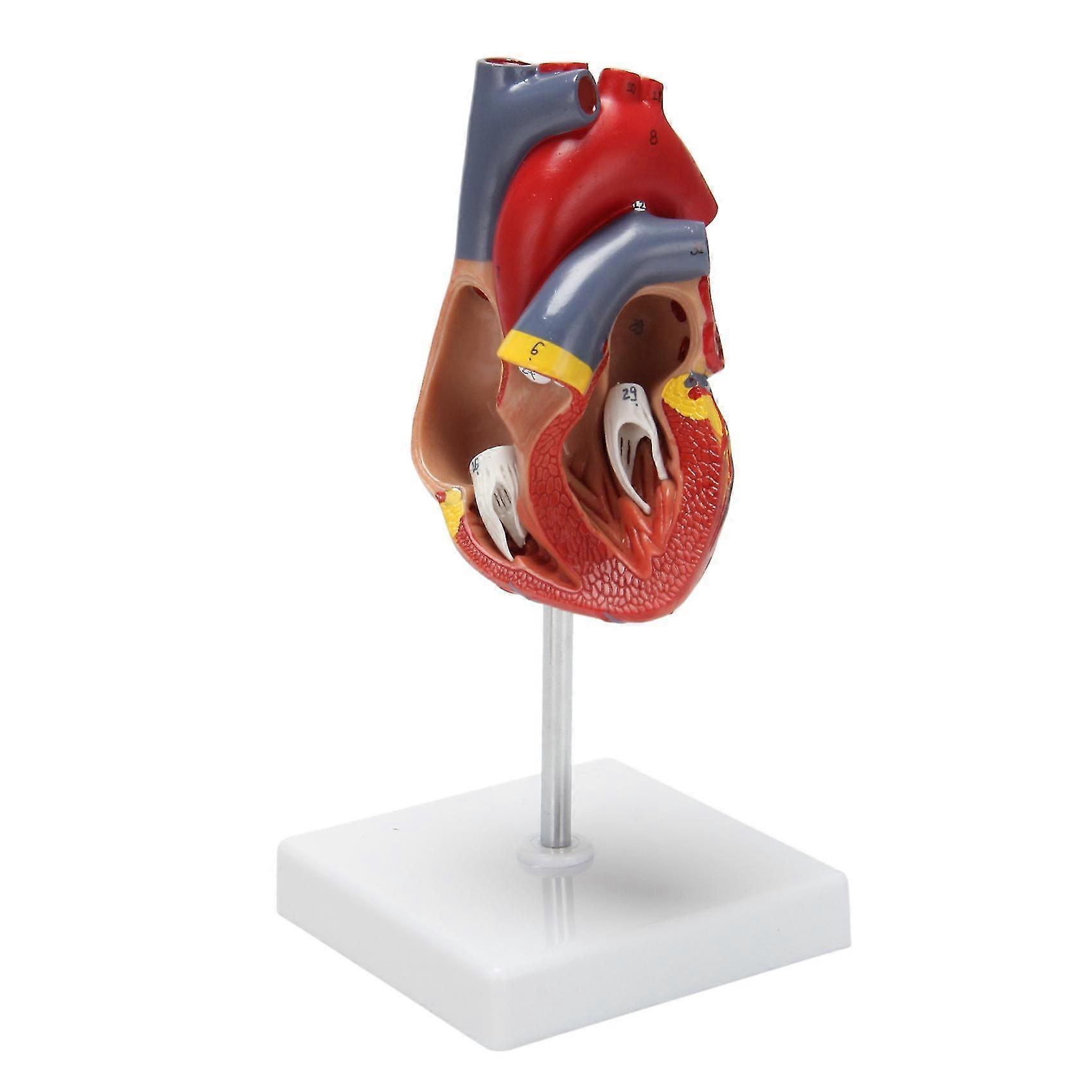 Modelo de corazón humano 1: 1, modelo de corazón anatómico Anatomía del ...