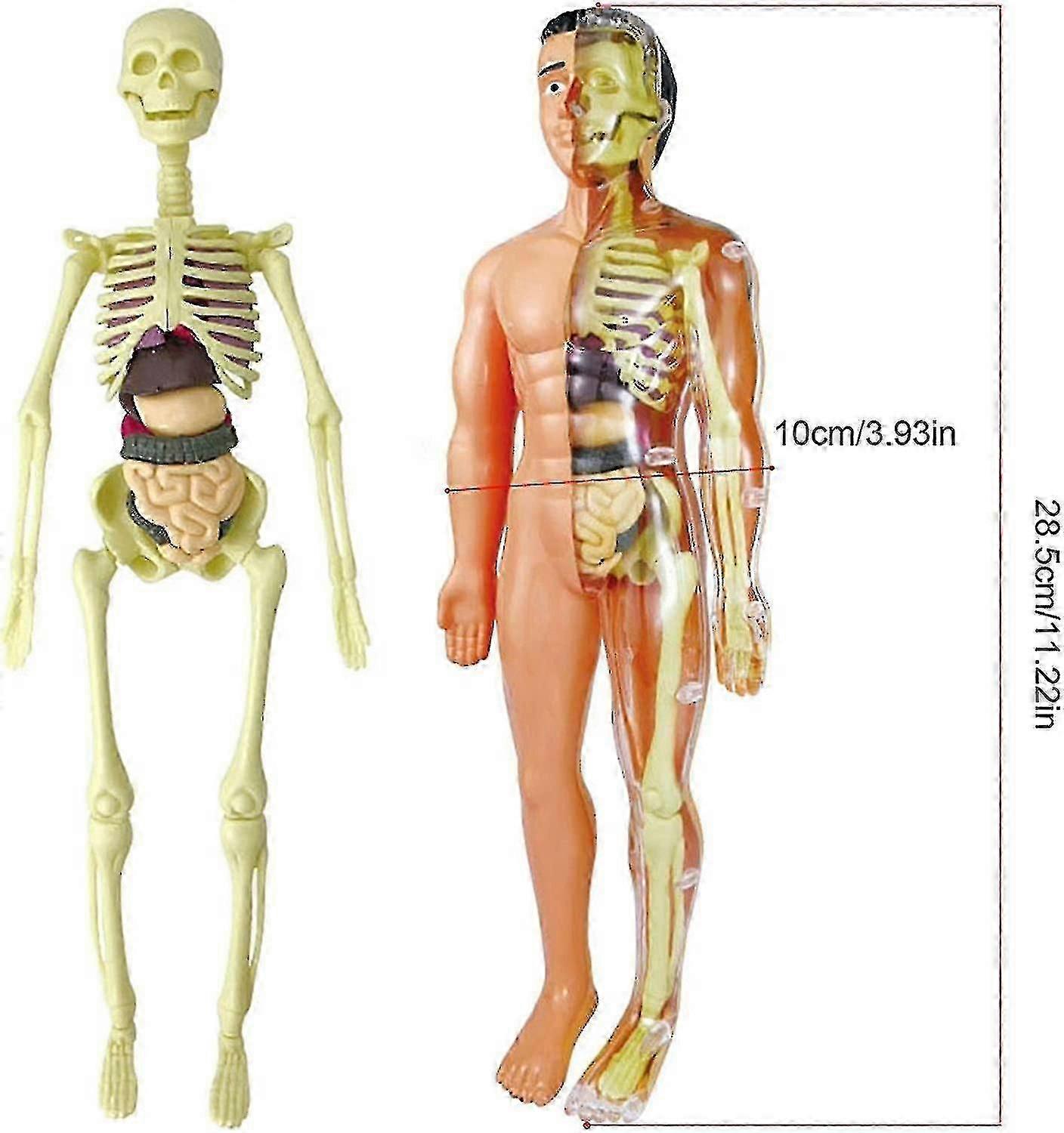 Menselijk torso lichaam anatomie model, 11.22 "draagbare 3d menselijk ...