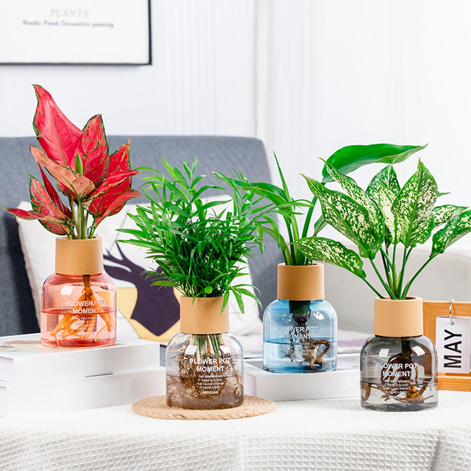 Fashion Hydroponic Plant Clear Desktop Plant Pots Resuable Modern ...