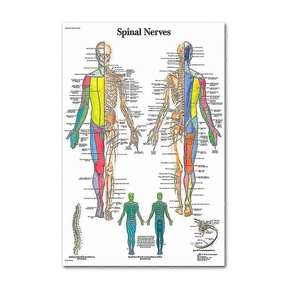 Muscular & Skeletal System Anatomical Poster Set - Human Skeleton ...