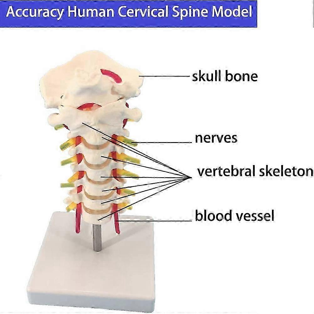 Cervical Spine Model with Nerves, Life Size Cervical Vertebral Spine ...