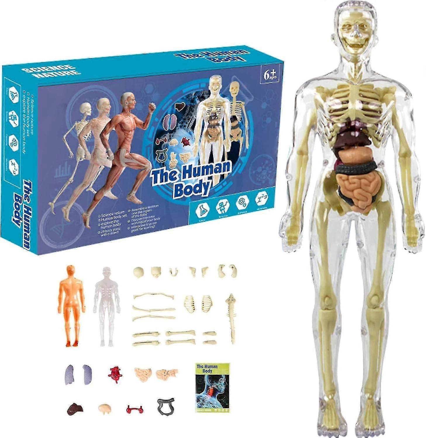 Human Anatomy for Kids,Removable Skeleton Model and Torso Human Body ...