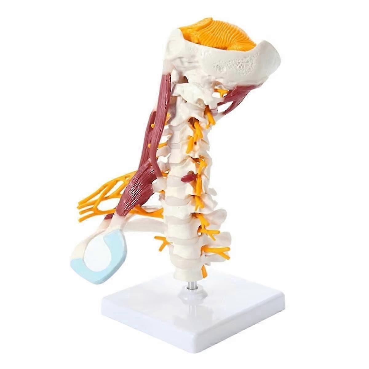 1:1 Life Size Cervical Vertebrae Vertebral Body Cervical Spine Model ...
