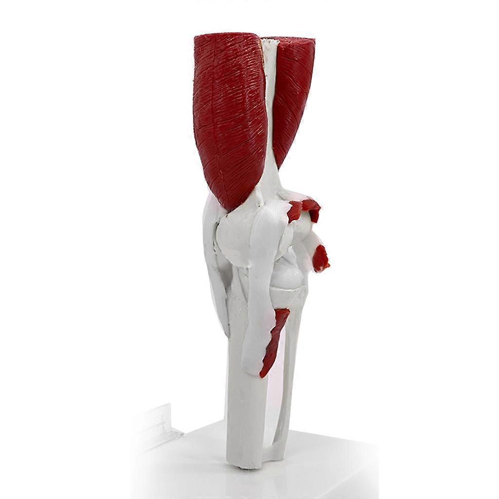 Human Joint Muscle Anatomical Model Knee Joint Hand Joint Shoulder ...