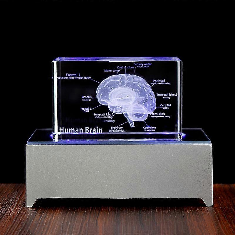 3D Human Anatomical Model Crystal Laser Brain Sculpture Cube ...