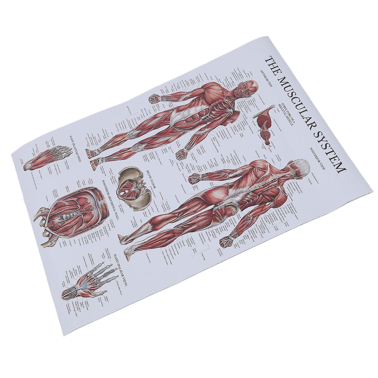 Muscle Anatomy Poster Color Human Muscle Chart for Classrooms Clinics ...