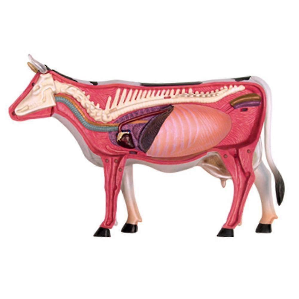 Animal Organ Anatomy Model 4d Cow Intelligence Assembling Toy Teaching ...