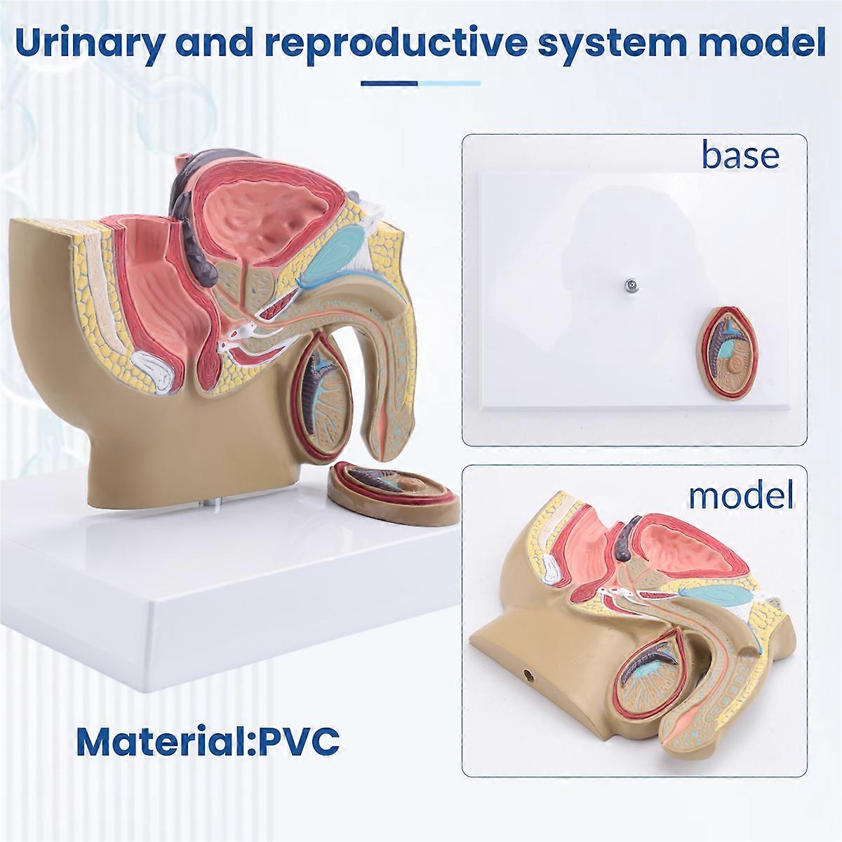 1:2 Male Pelvic Sagittal Section Testicular Prostate Bladder Rectal ...