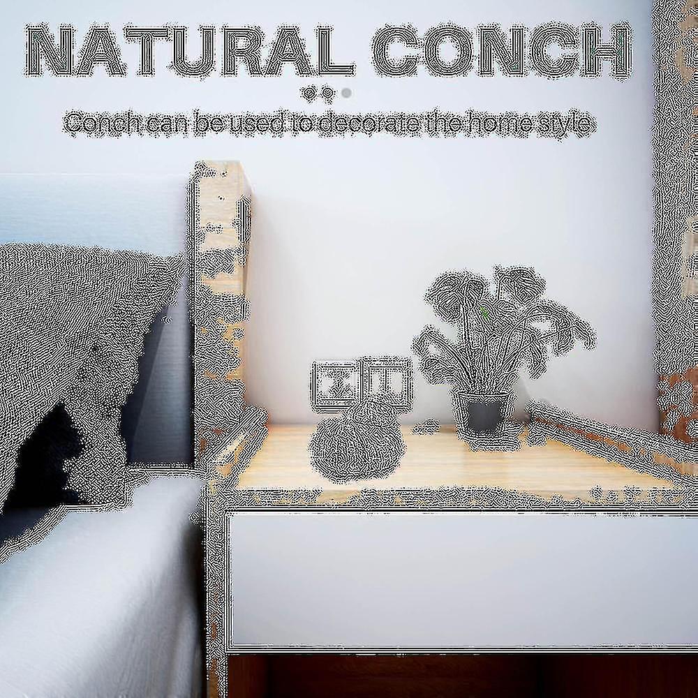 10cm Green Turbo Natural Rare Real Sea Shell Conch Stunning Healing ...