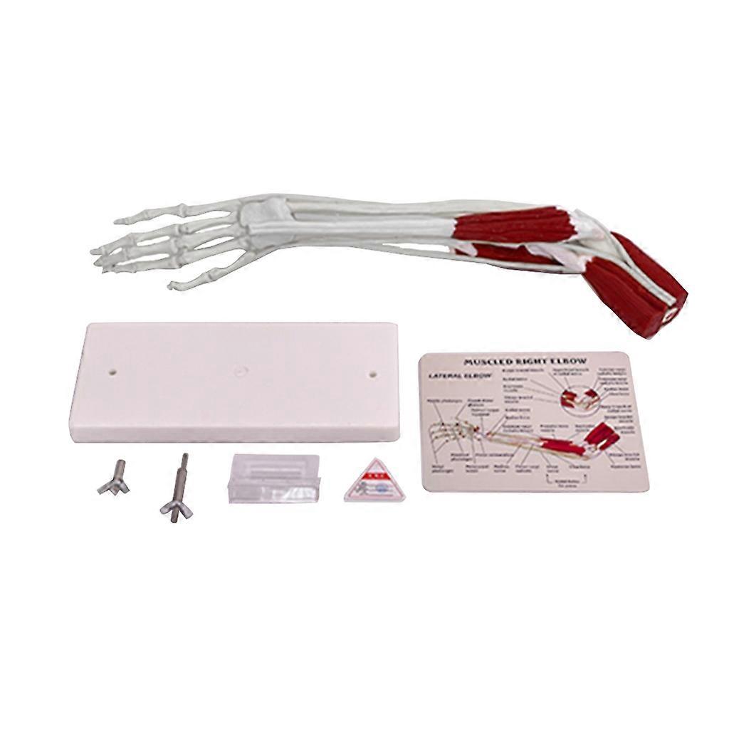 Human Joint Muscle Anatomical Model Knee Joint Hand Joint Shoulder ...