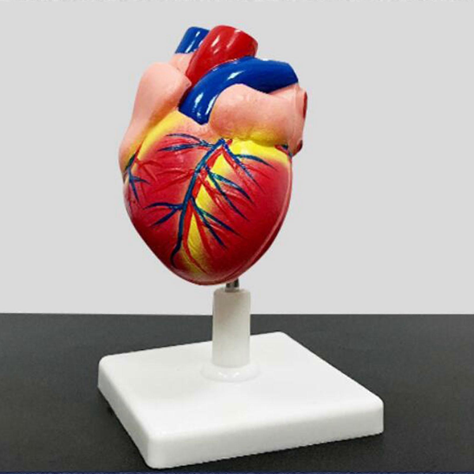 Simulation Human Heart Anatomy Model Science Learning Tool 2 Part ...