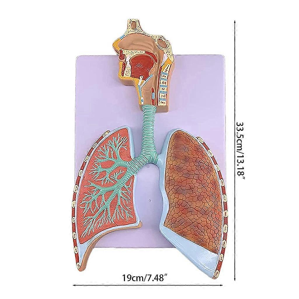Realistic Human Respiratory System Model Human Bronch Anatomy Model ...