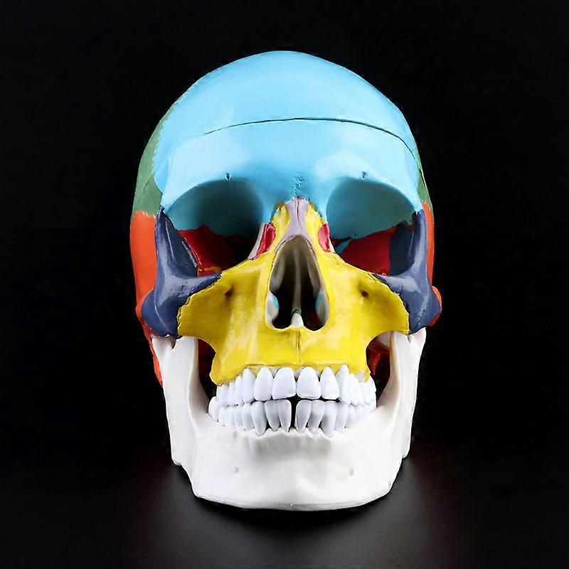 1:1 Scale Colorful Human Skull Skeleton Adult Head Model with Brain ...