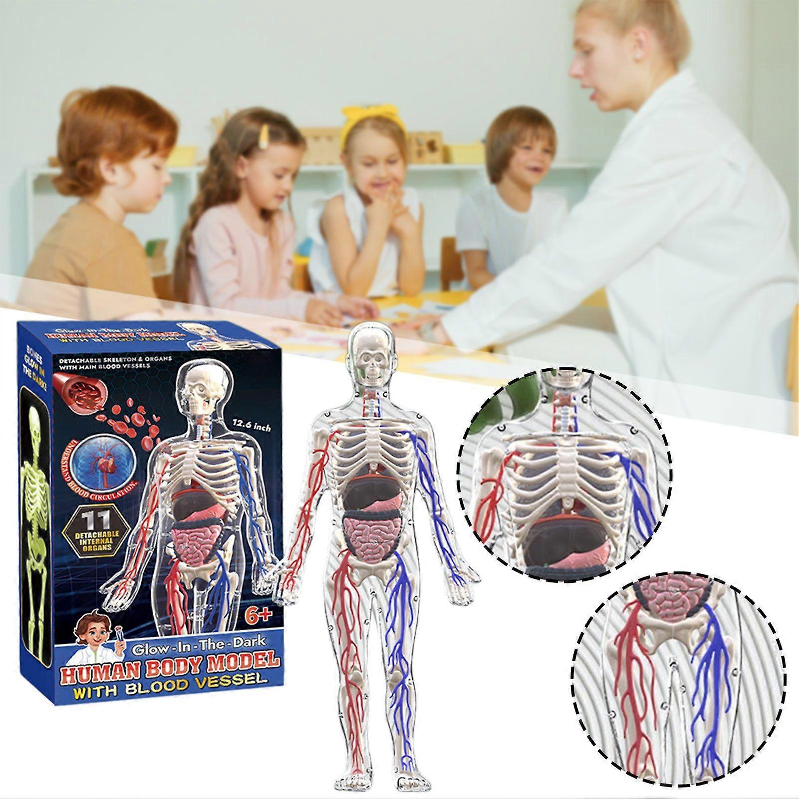 Human Body Structure Model with Blood Vessels, DIY Assembled Human ...